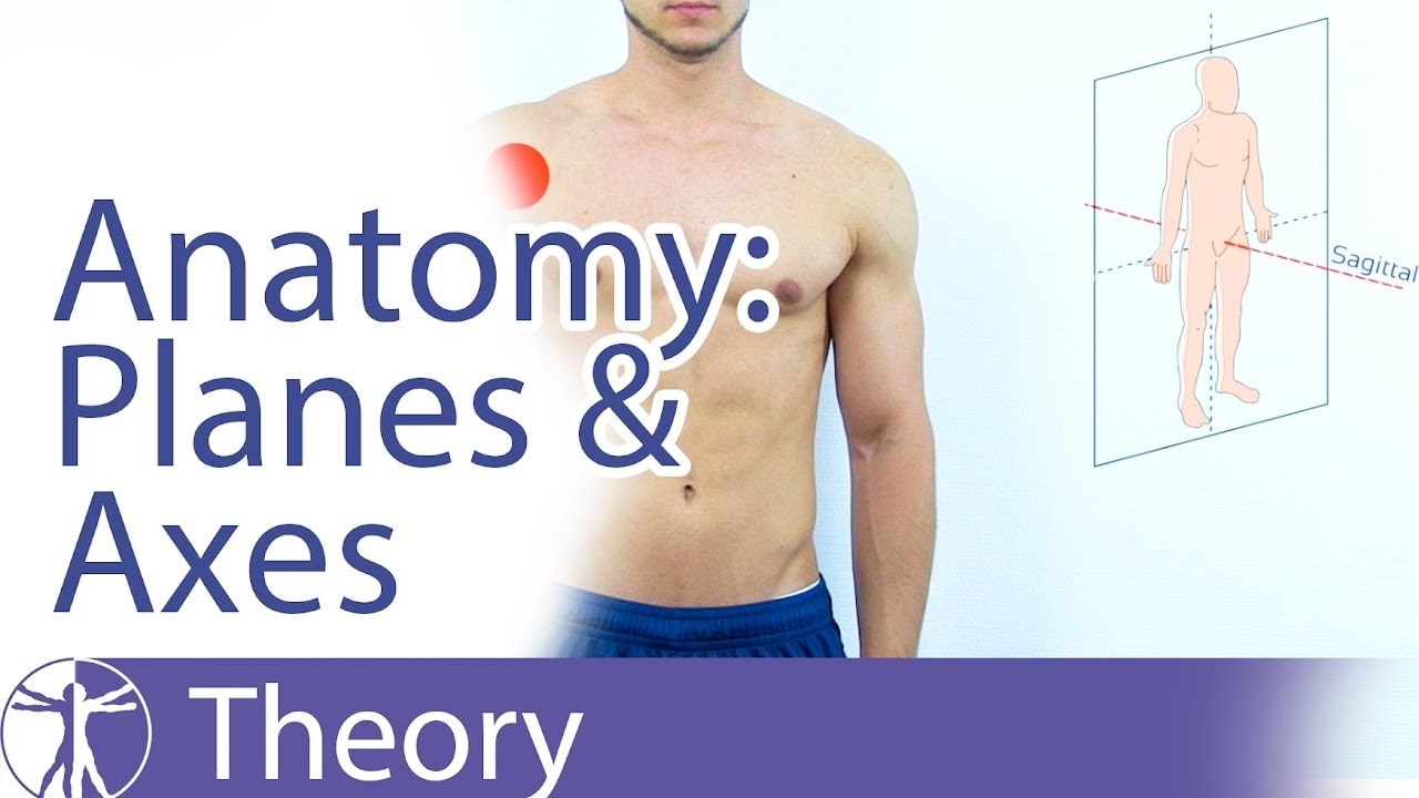 Anatomical Planes and Axes - Physiotutors