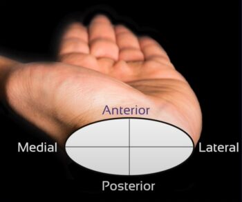 Carpal Tunnel Syndrome Cluster | Hand & Wrist Assessment
